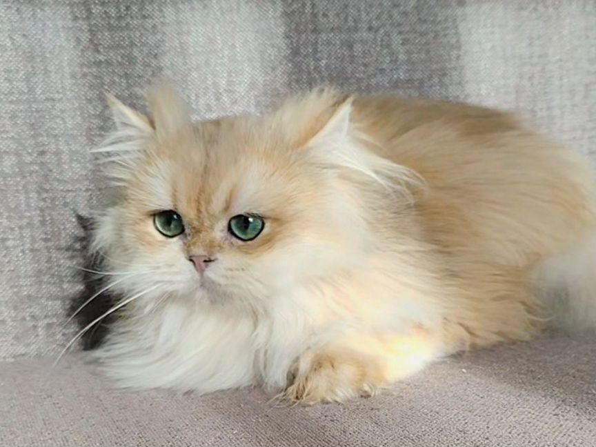 Котик 1 год британский