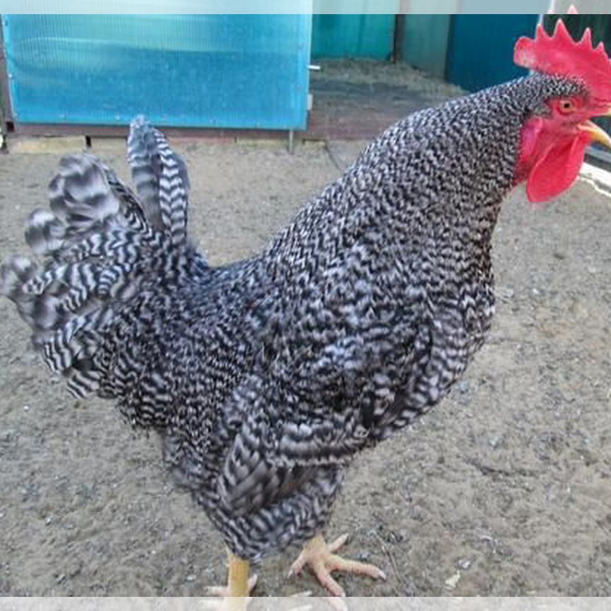 Молодые петухи