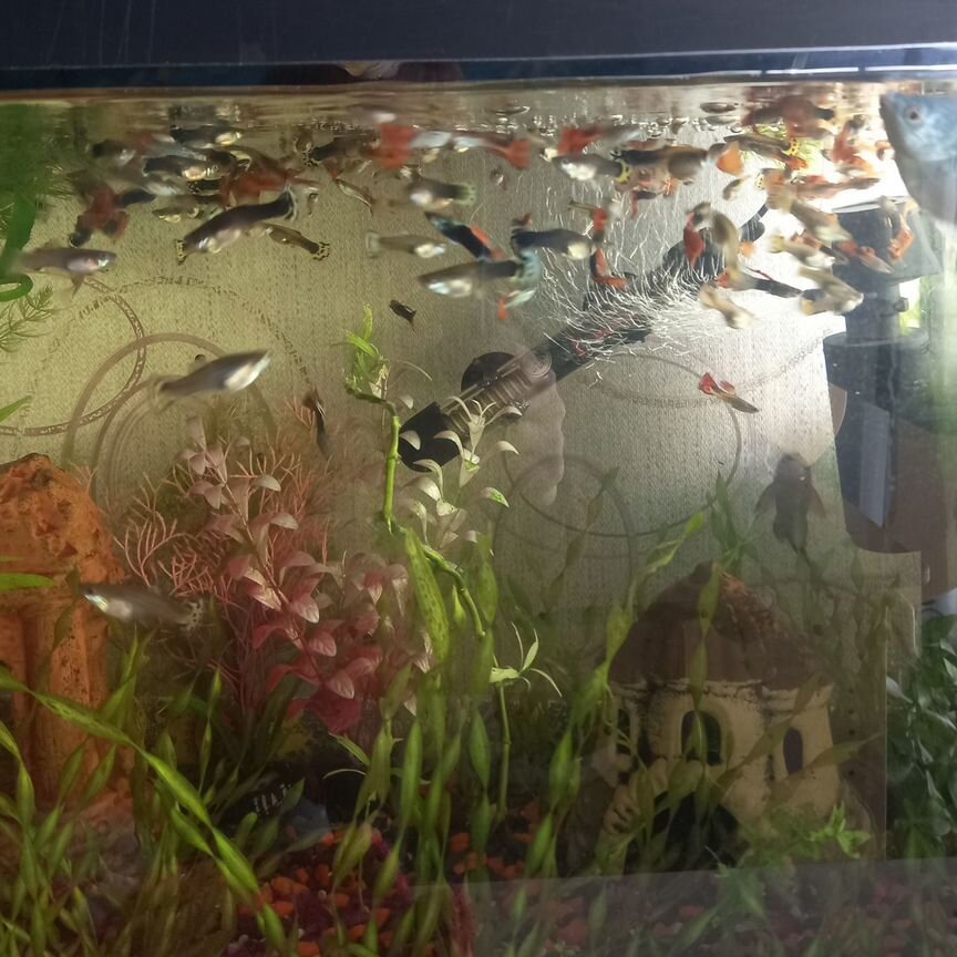 Аквариумные рыбки гуппи