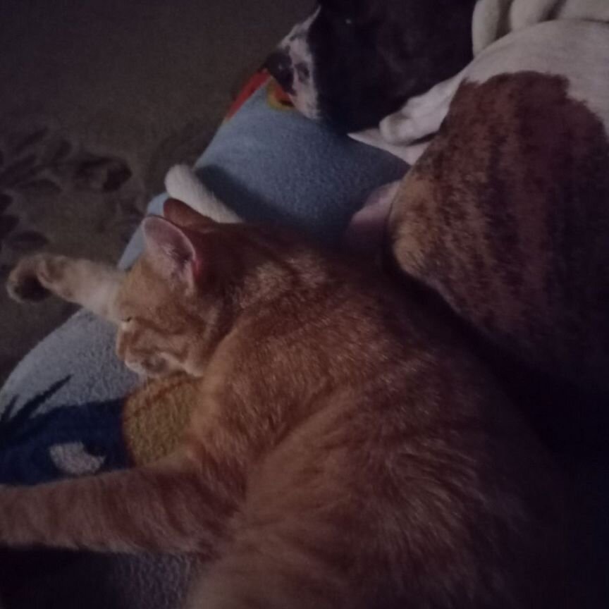Отдам кота