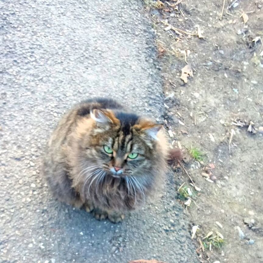 Красотка Сима в поисках своего дома