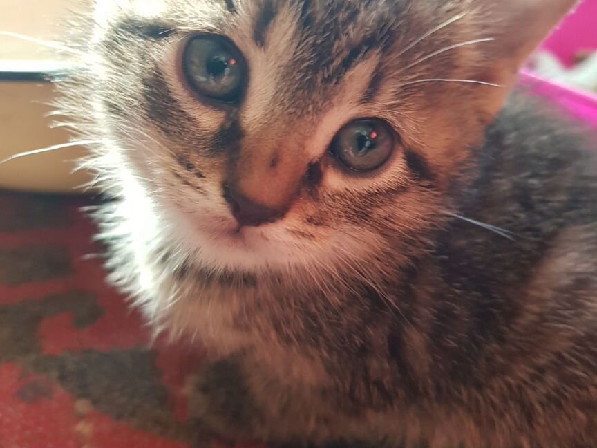 Кошка