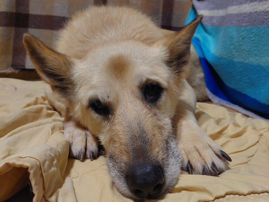 Собака Балта нуждается в помощи