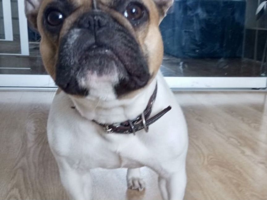 Французский бульдог в добрые руки