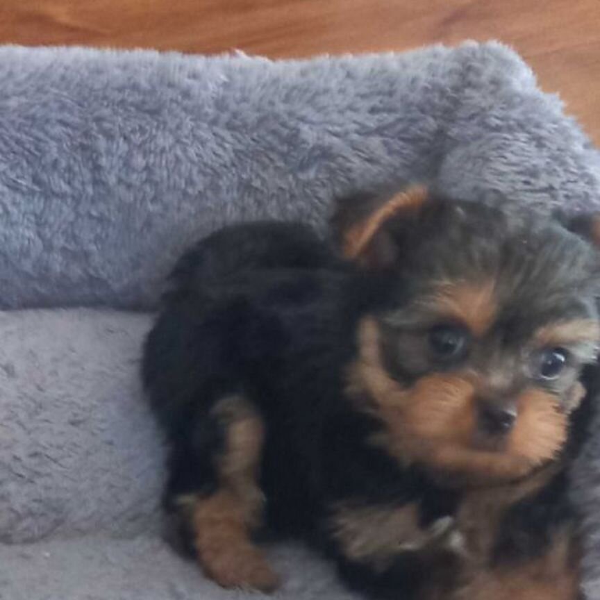 Йоркширский терьер