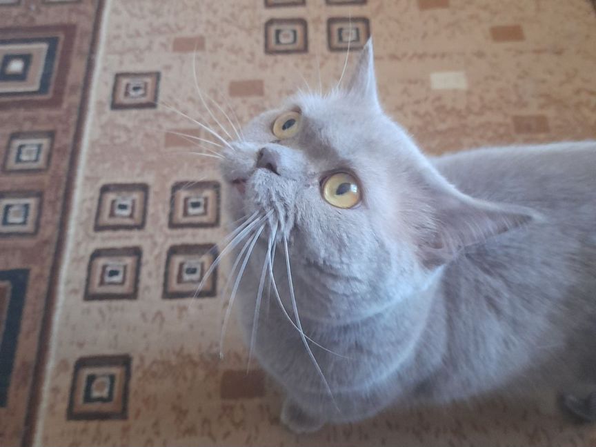 Британская кот 3года, отдам в хорошие руки