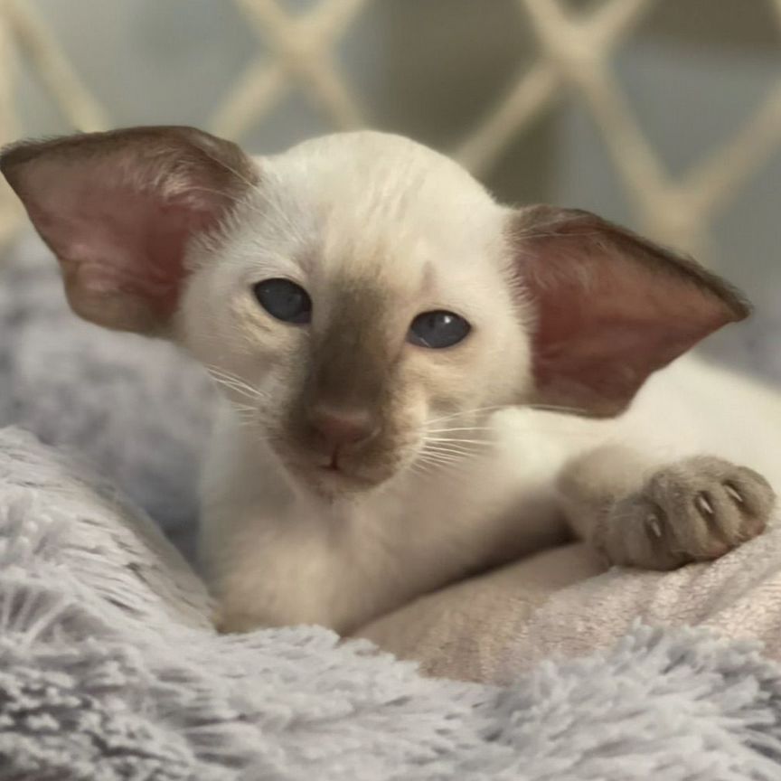 Ориентальный котёнок