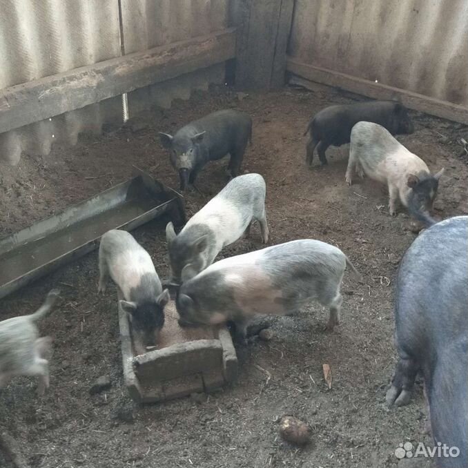 Вьетнамские поросята 3 месяца