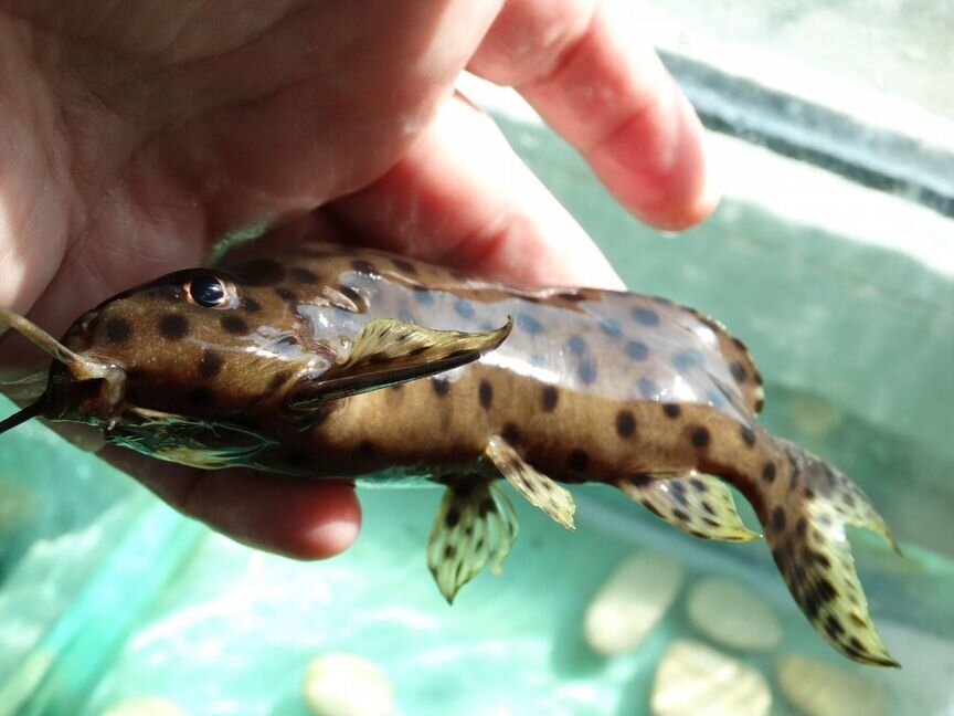 Авариумные рыбки