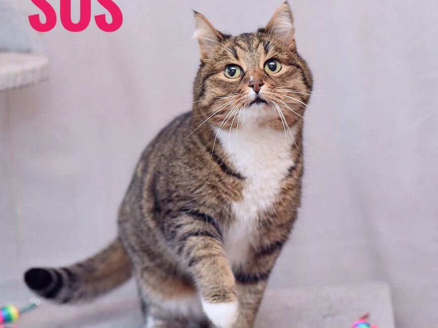 Кошка ищет дом