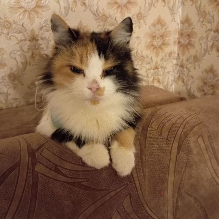 Кошка в деревню