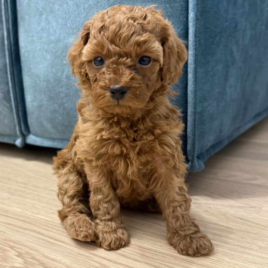 Той-пудель, щенок