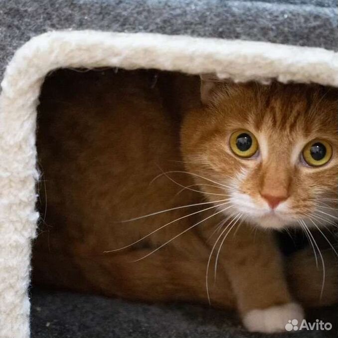 Ласковый котик Плюш в поисках дома