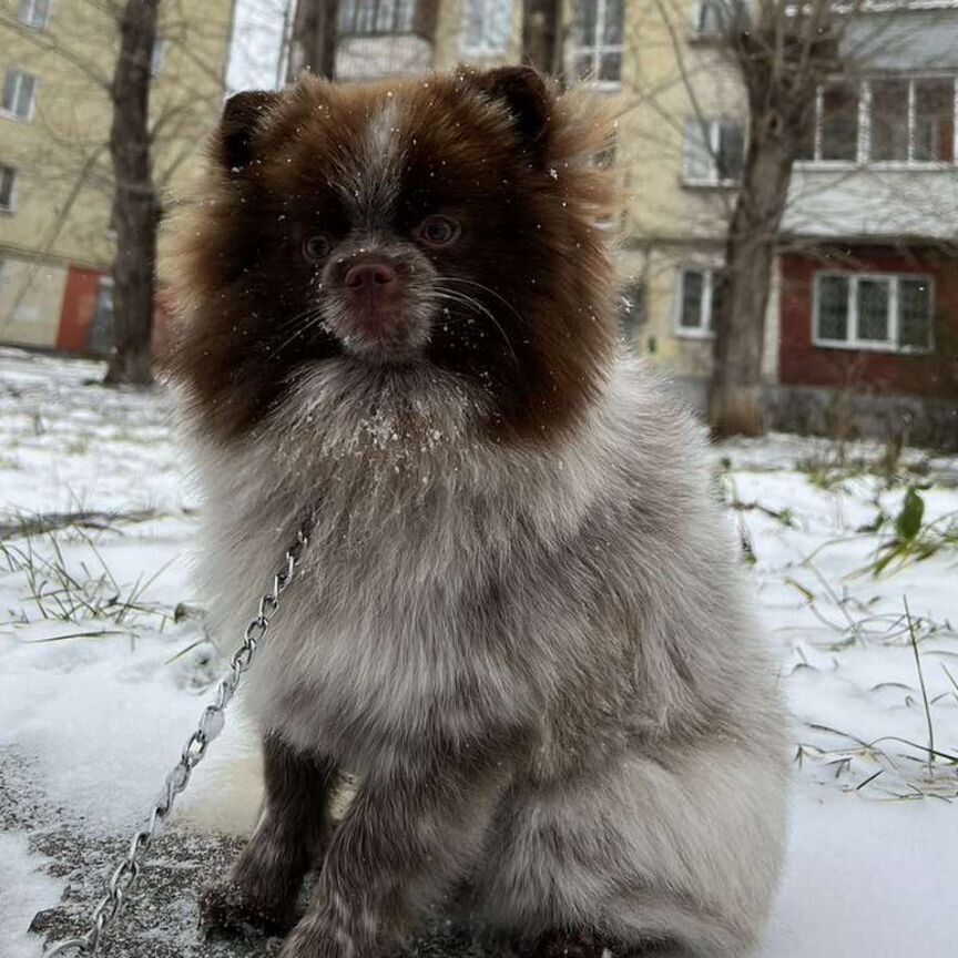 Померанский шпиц