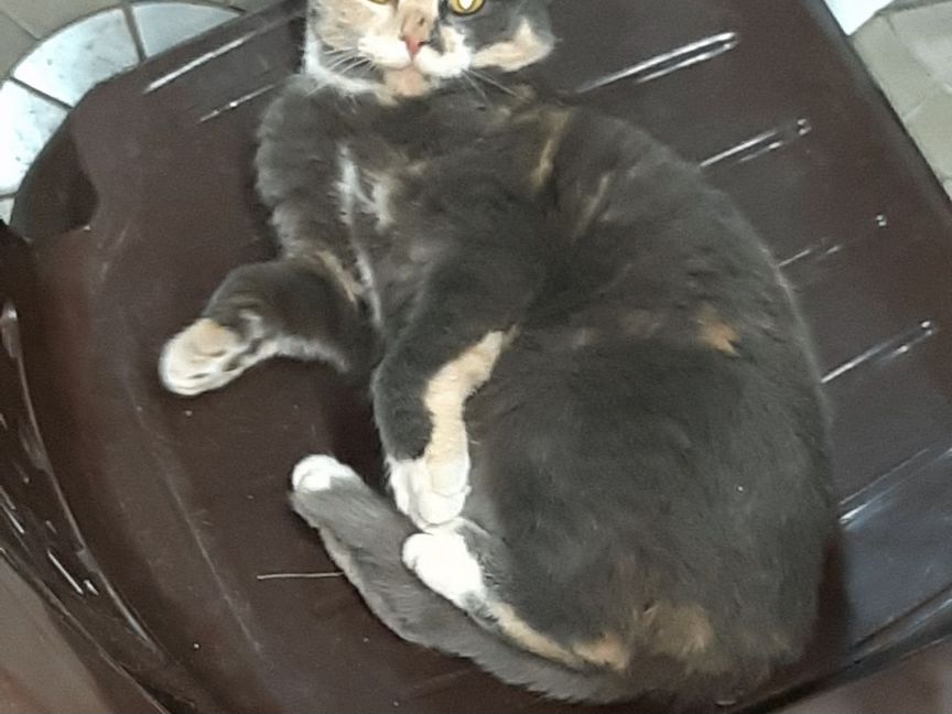 Кошка шотландская вислоухоя