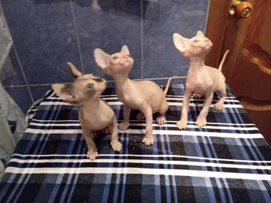 Котята Канадского сфинкса