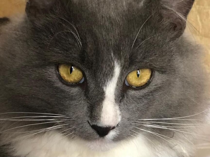 Котята здоровые ласковые в добрые руки бесплатно