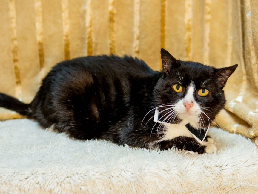 В добрые руки ласковый кот Платон