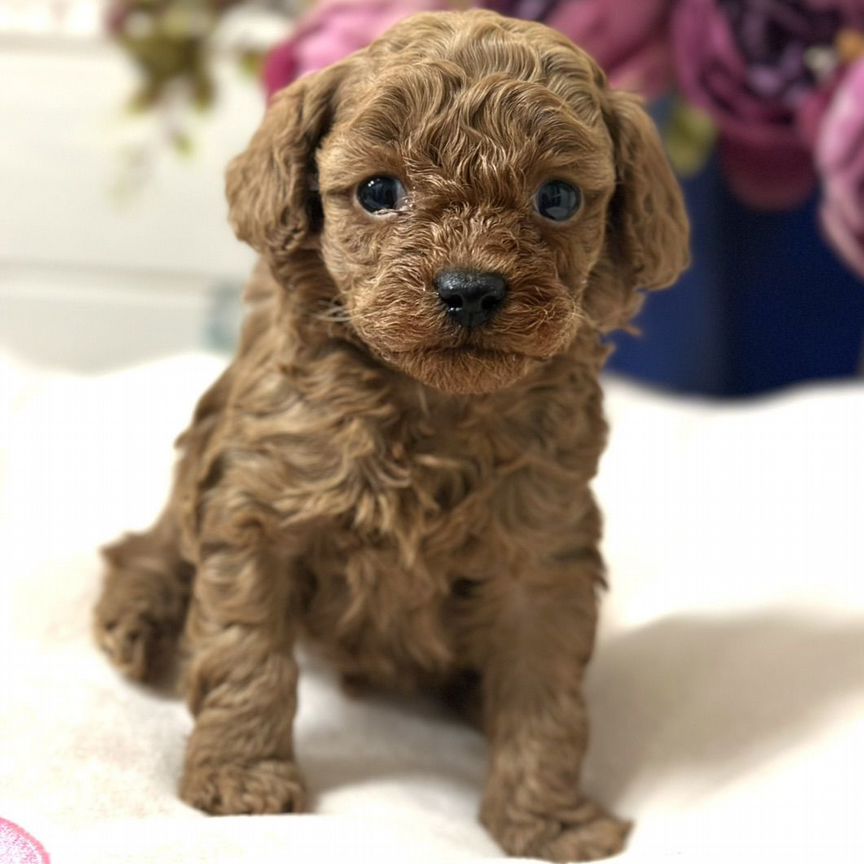 Той-пудель, щенок