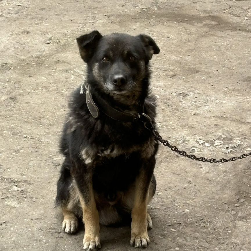 Собака дворняжка