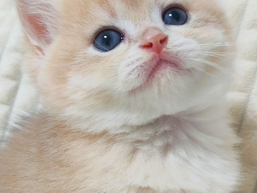 Котик голубое золото