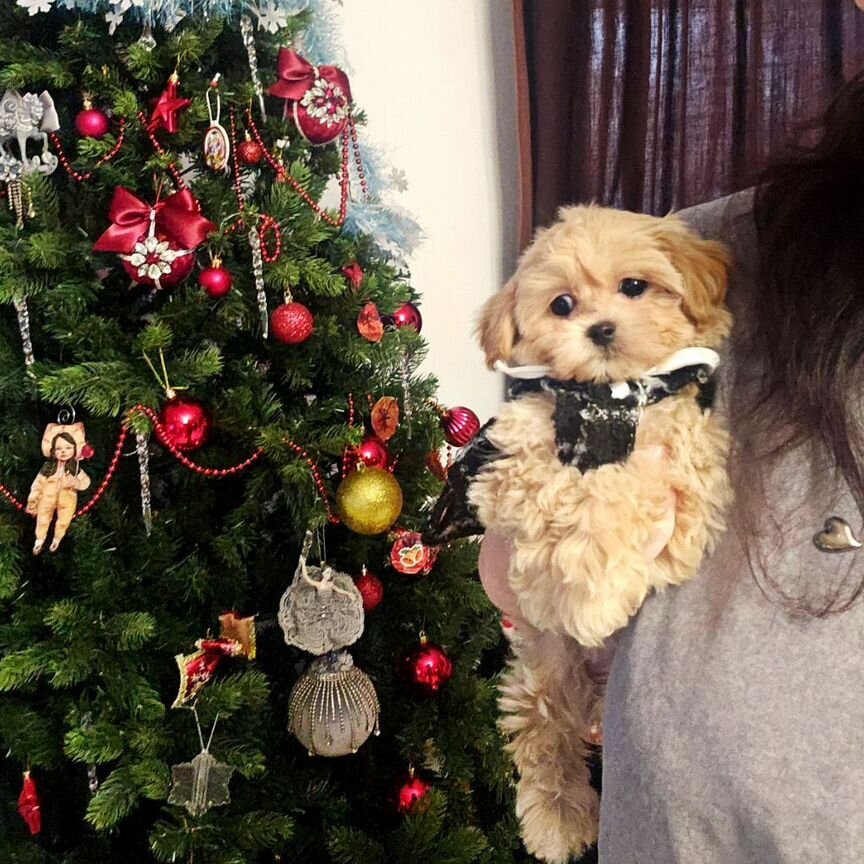 Той-пудель, щенок