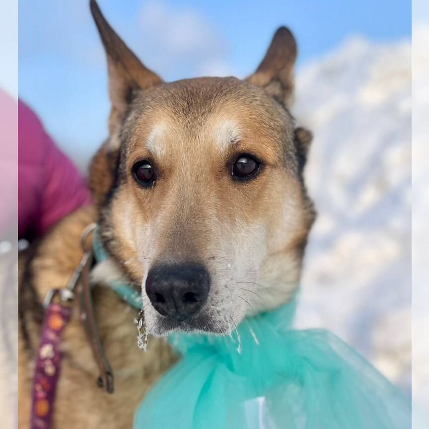 Взрослый пёс в добрые руки