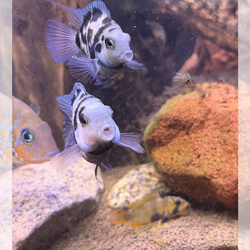 Рыбка сапфировый попугай