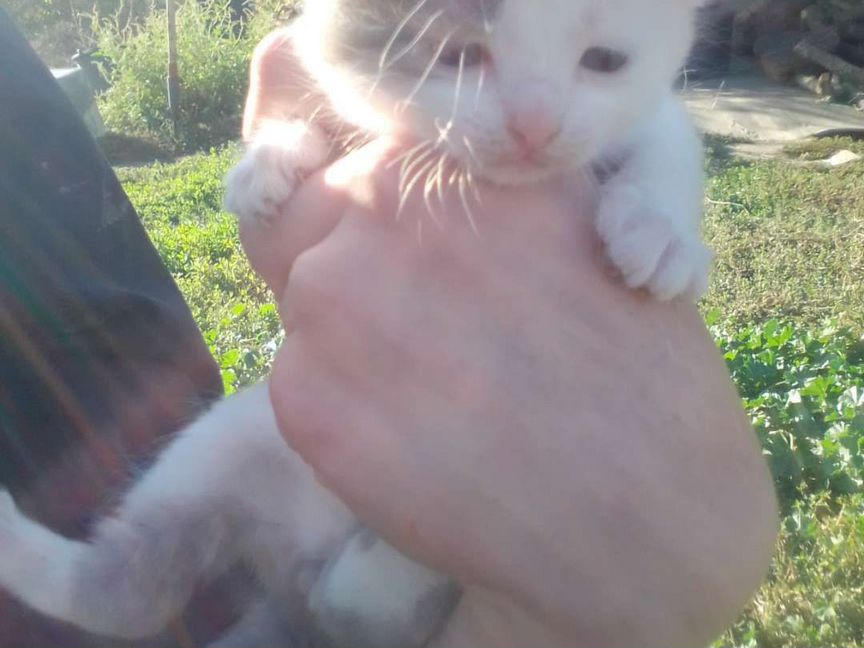 Котята русская голубая