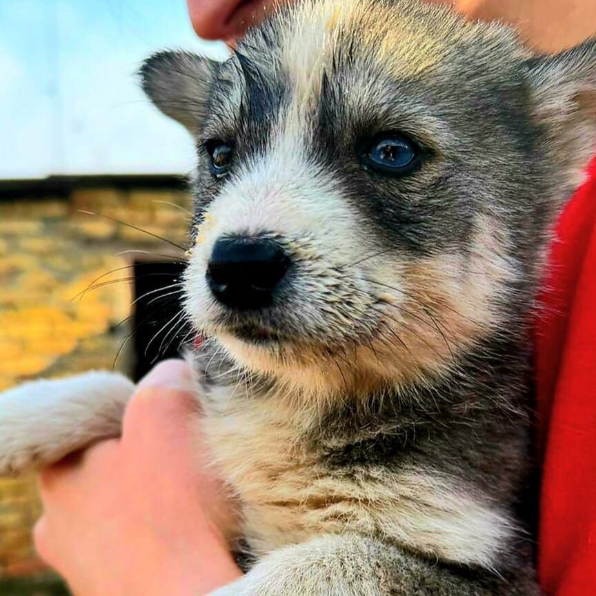 Щенок хаски Эльза в самые добрые руки