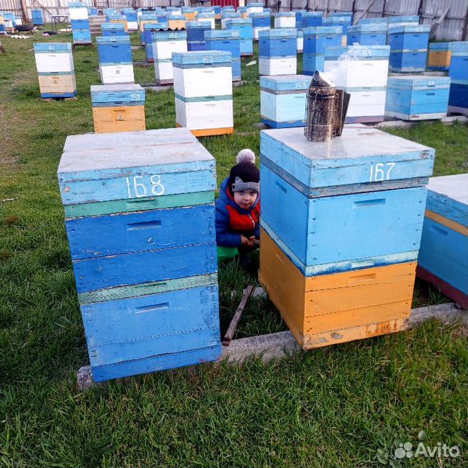 Отводки и пчелосемьи Крым