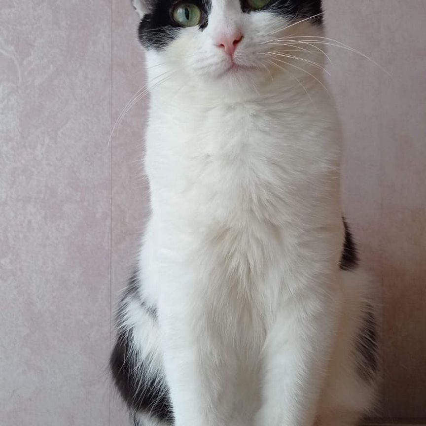 Котёнок девочка в добрые руки