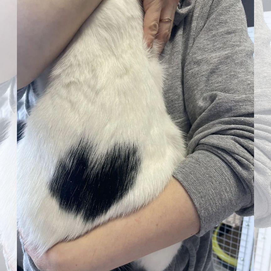 Европейский короткошёрстный котёнок