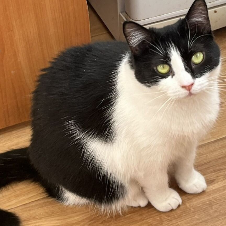 Кошка в добрые руки Катя