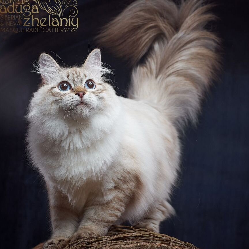 Невская маскарадная кошка, взрослая