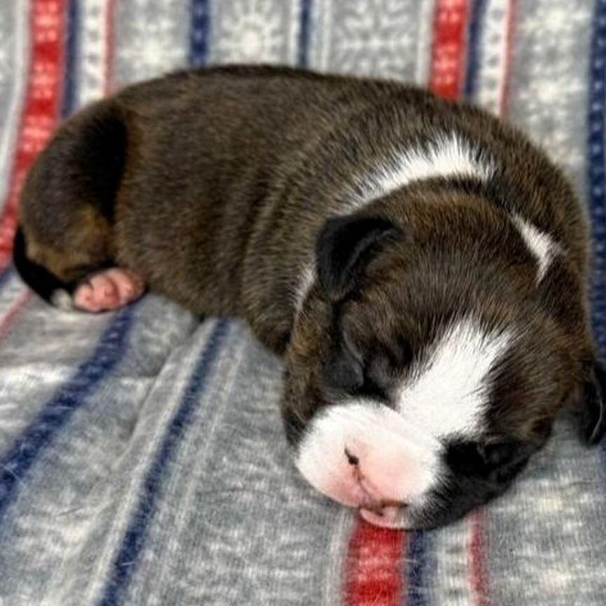 Американский стаффордширский терьер, щенок