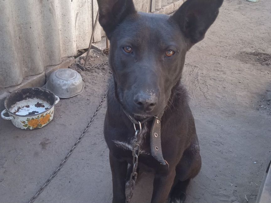 Собака в добрые руки