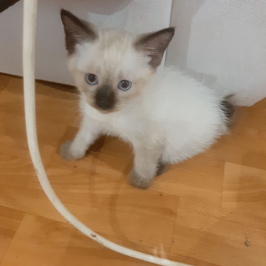 Меконгский бобтейл