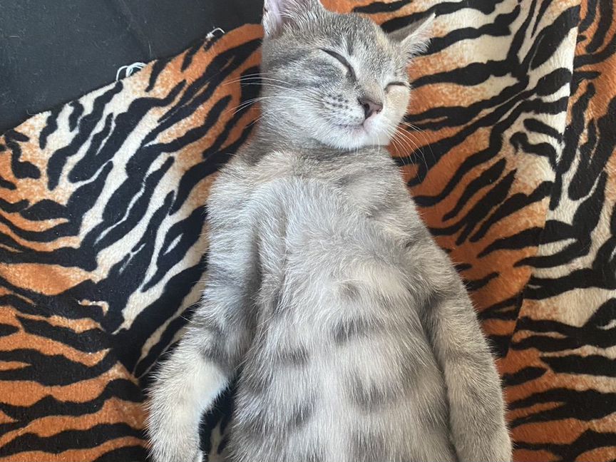 Котенок приученный к лотку