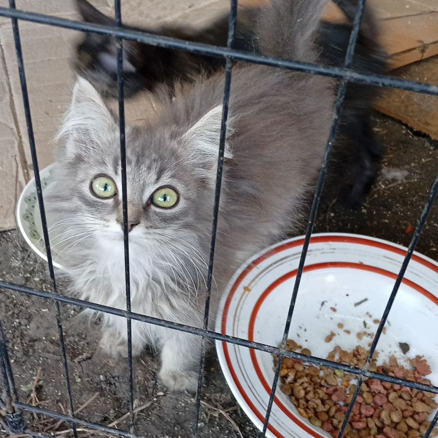 Котик