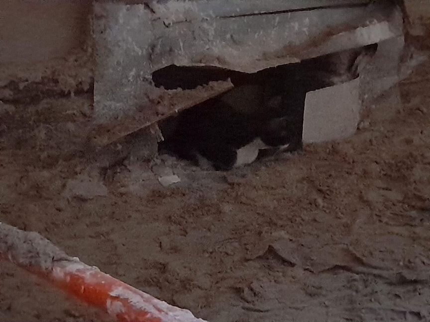 Котенок в добрые руки
