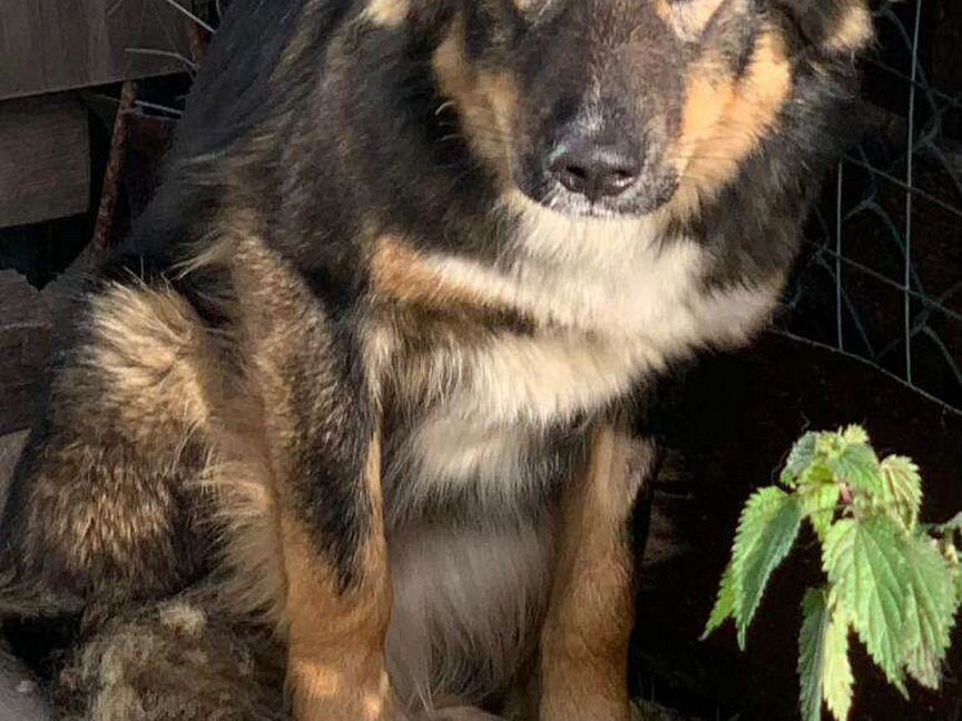 Щенок в добрые руки отдам бесплатно