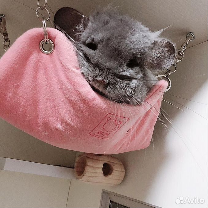 Шиншиллки малыши