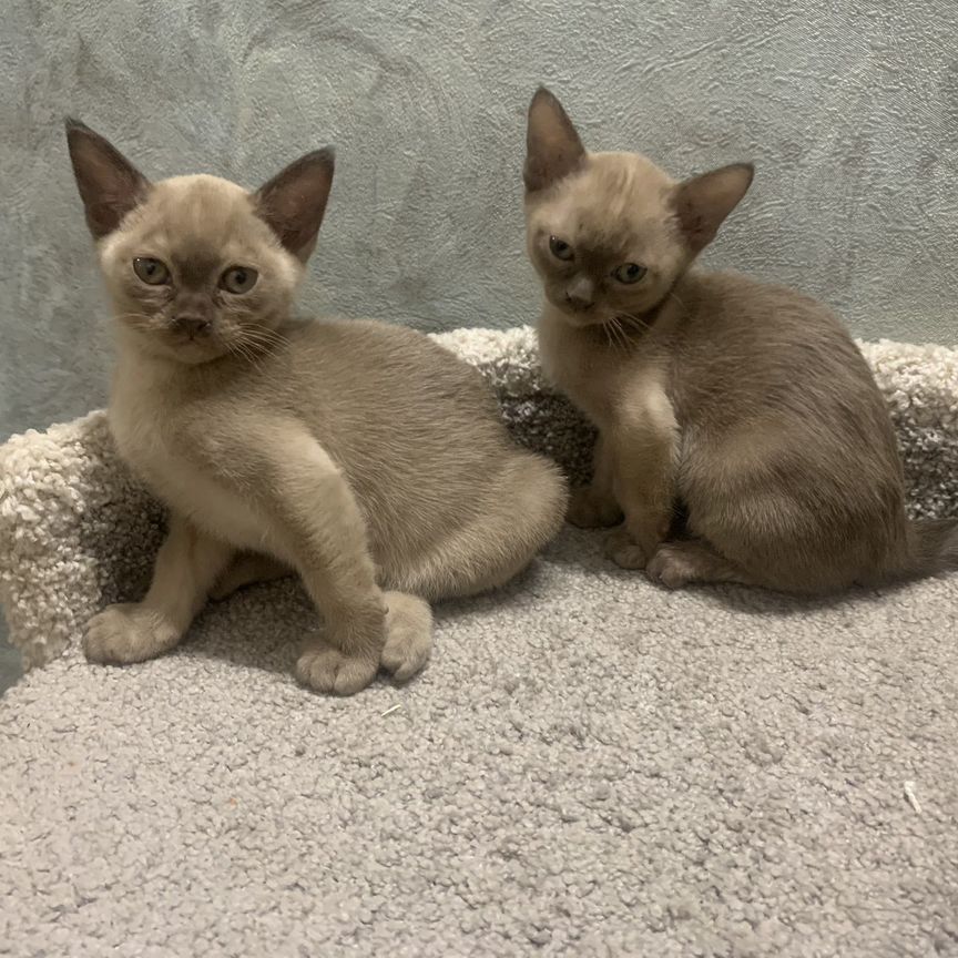 Бурманские котята шоколад