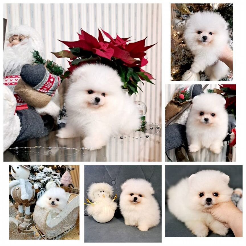 Померанские шпицики