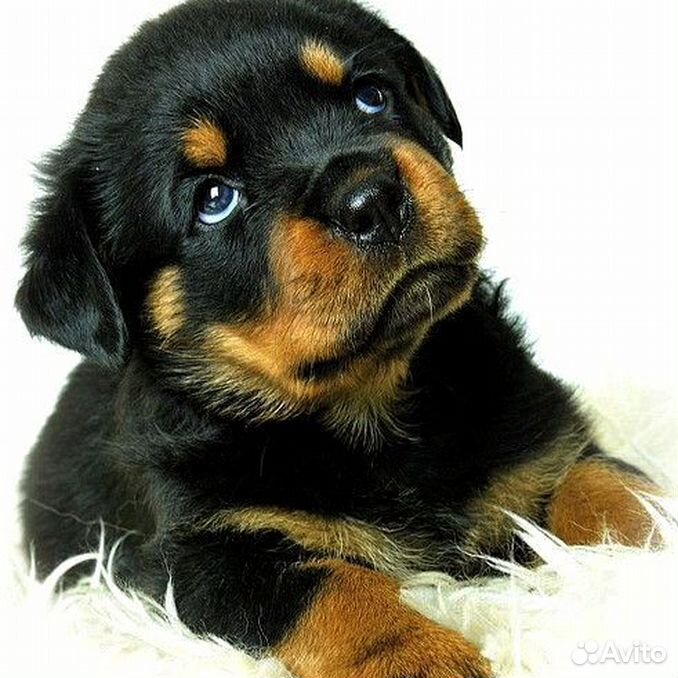 Мальчики щенки ротвейлер