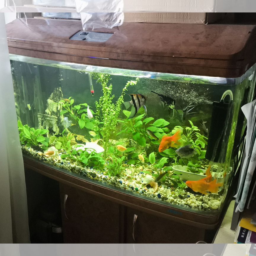 Заберу рыбок в хорошие руки