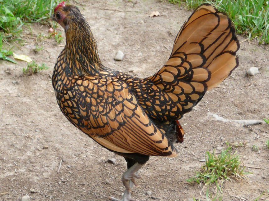 Декоративные за 6 шт куры