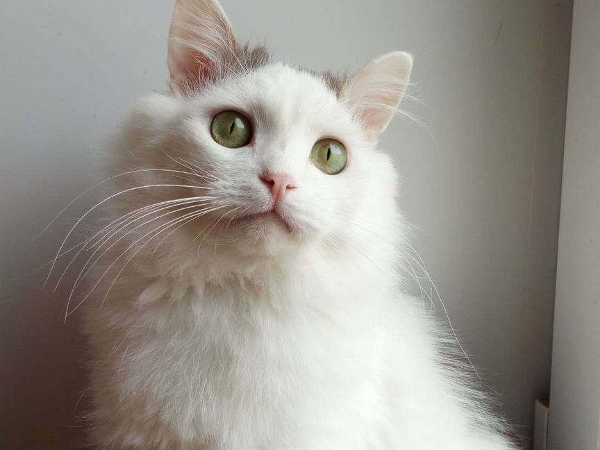 Умный кот Снежик