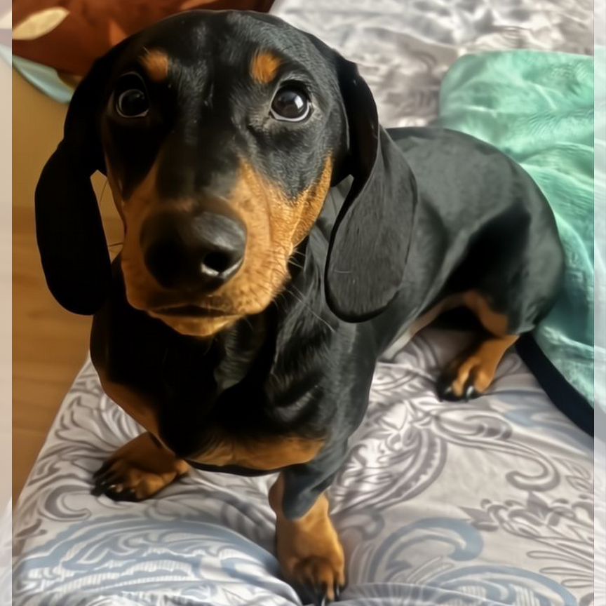 Такса, щенок